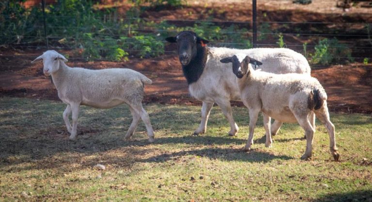Dorper Sheep Farming in Kenya: A Profitable Opportunity for Farmers ...