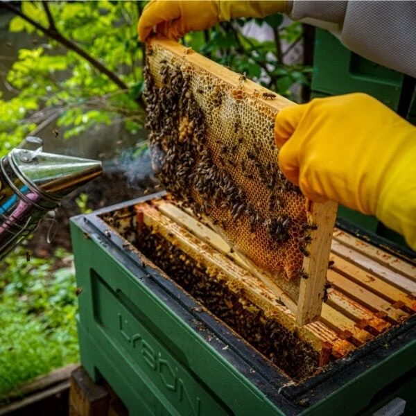 Eco-Friendly Practices for Healthy Hives and High Honey Yield