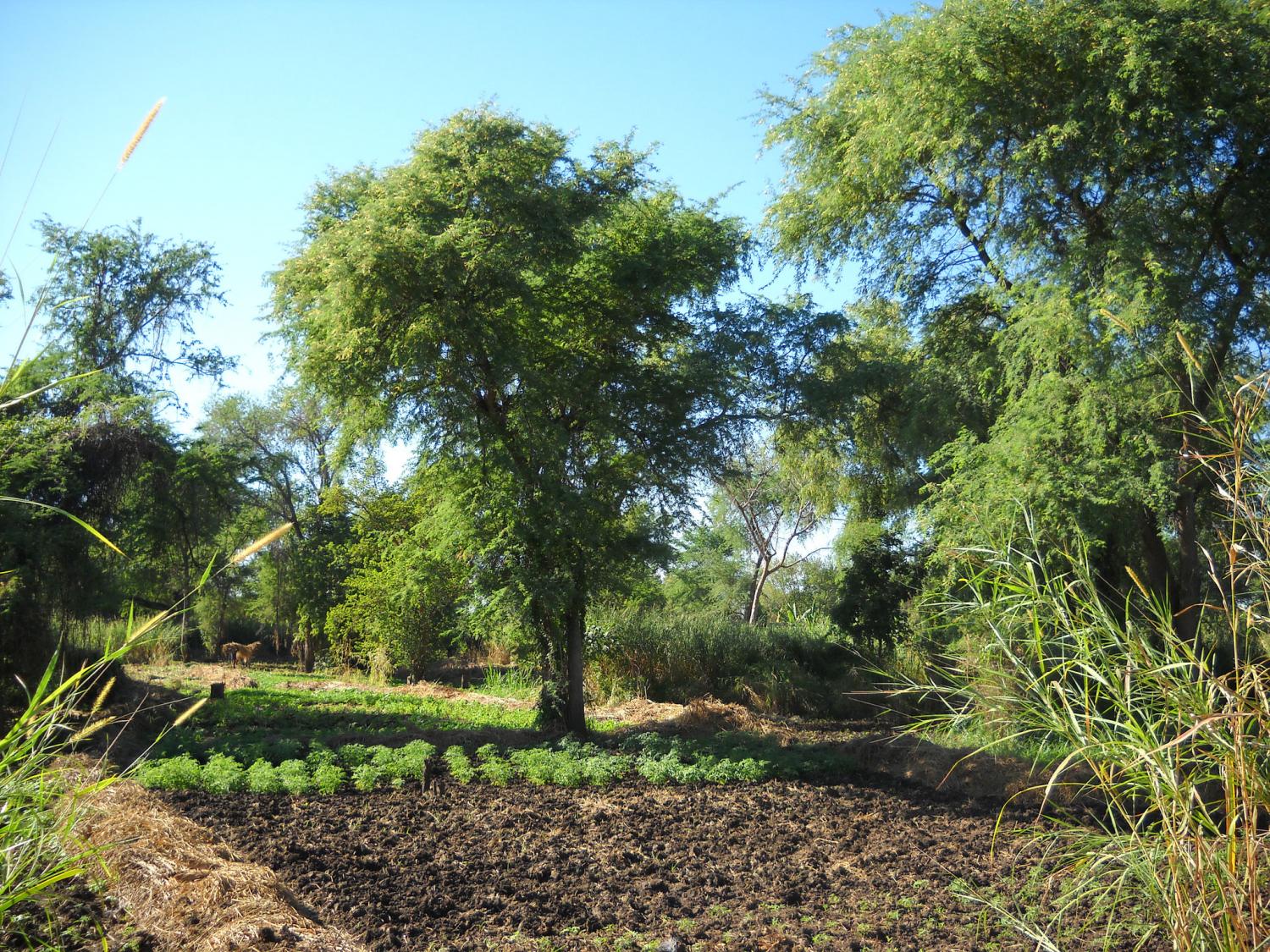10 Powerful Reasons Why Trees Are So Important for Life and the ...